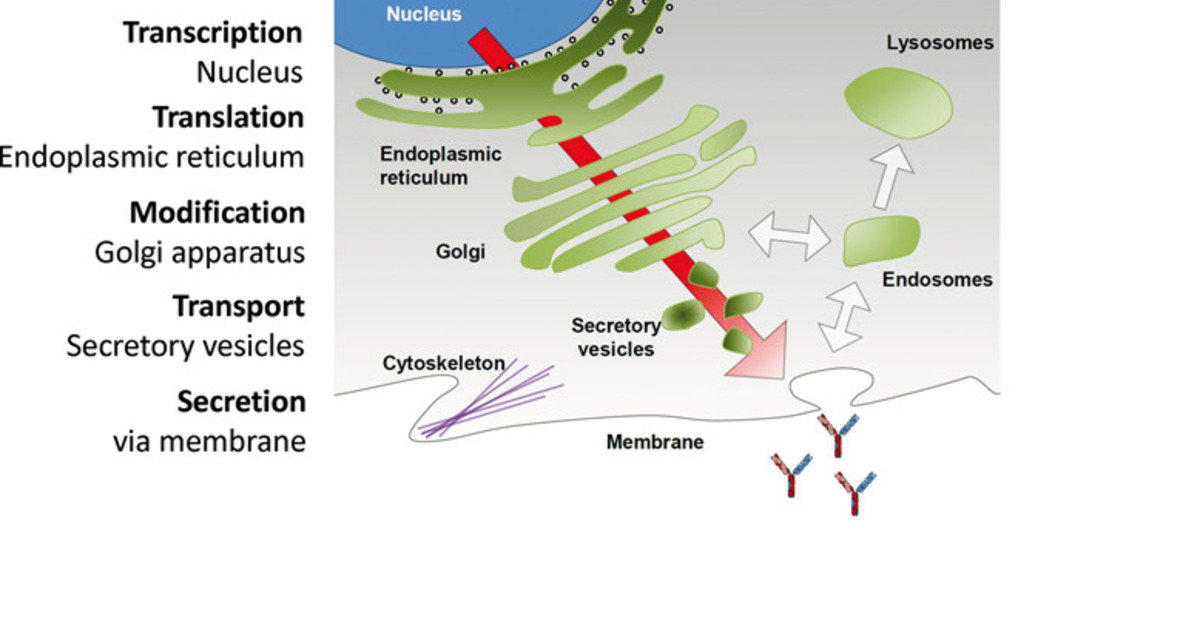 Unravelling of molecular bottlenecks in pharmaceutical production cell ... Unravelling of molecular bottlenecks in pharmaceutical production cell ...